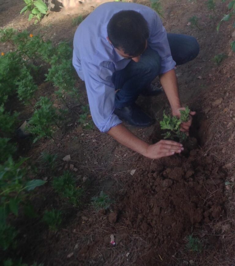 How GCCF tree Plantation project will act as a Normalizer of whole ...